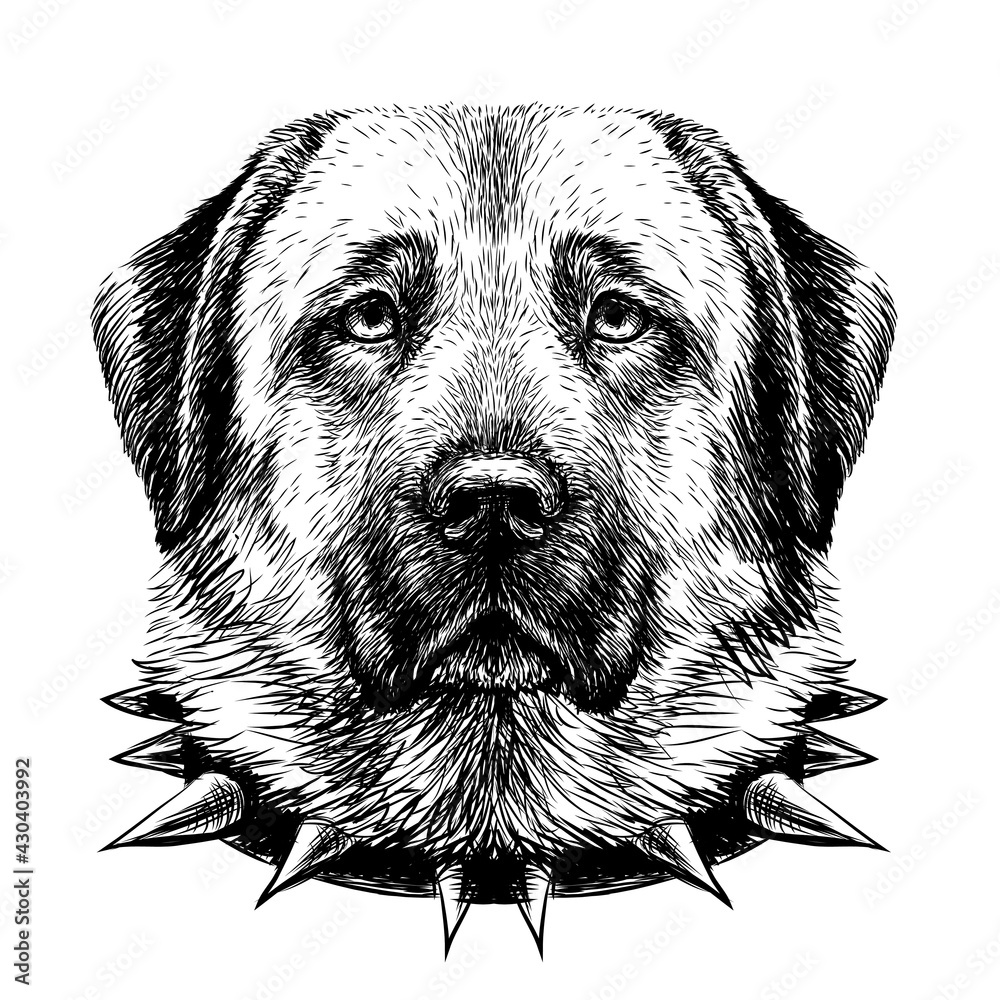 Kangal dog. Graphic, black and white, drawn portrait of a dog's head on ...