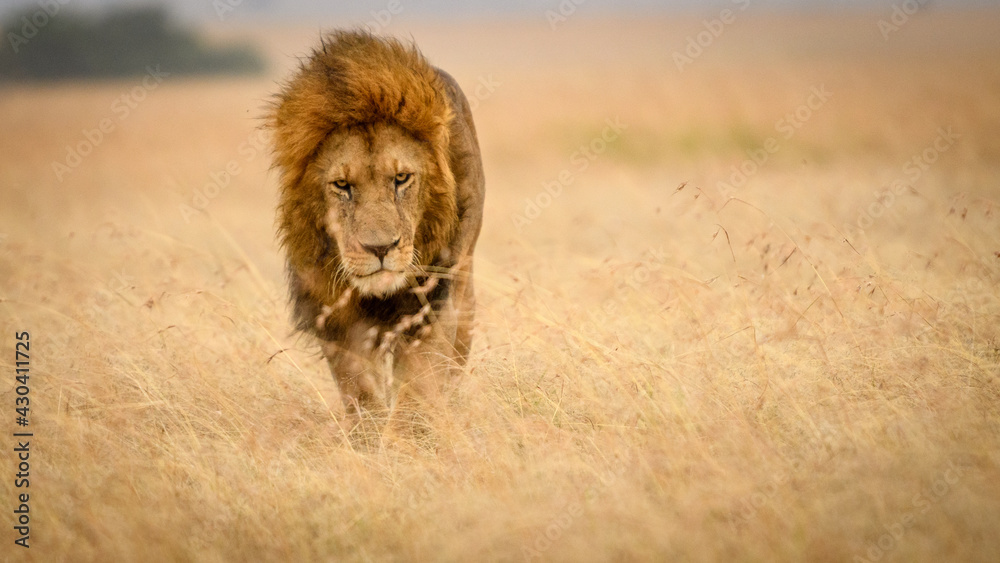Male lion (Panthera leo) walking in grass with negative space Stock ...
