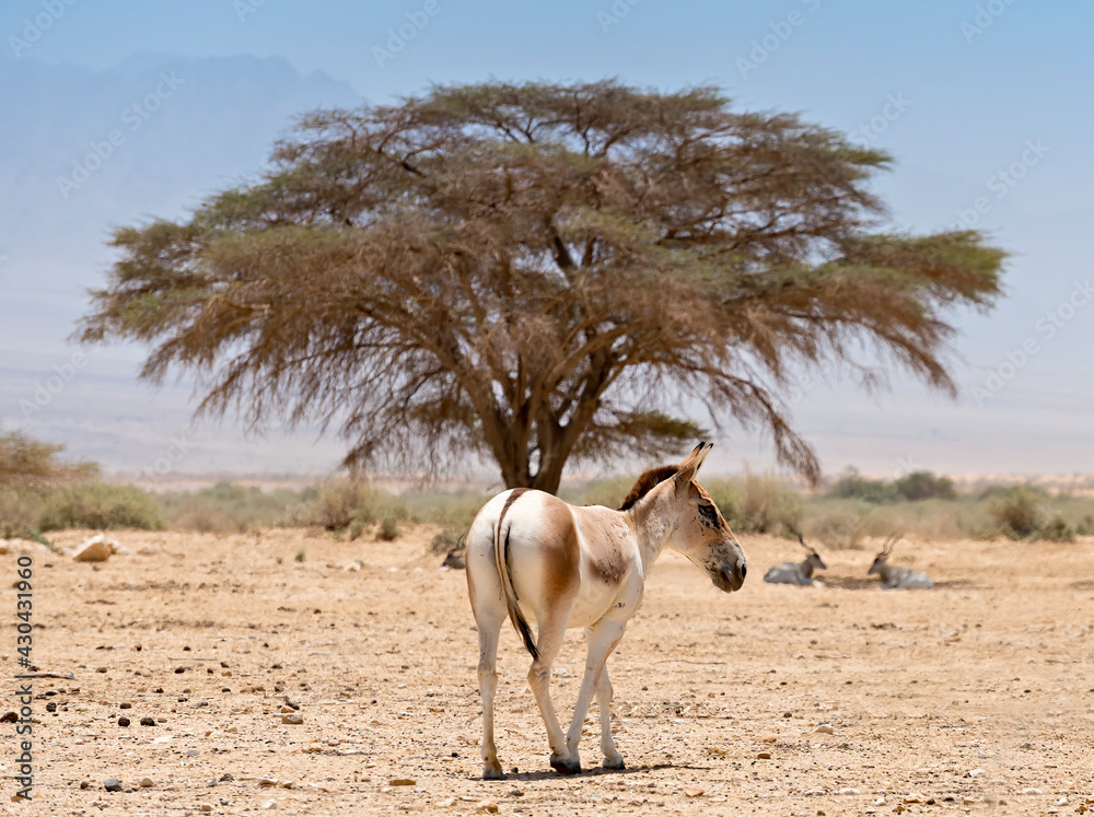 Onager or semi-domesticated sahara donkey and curved horned antelope ...