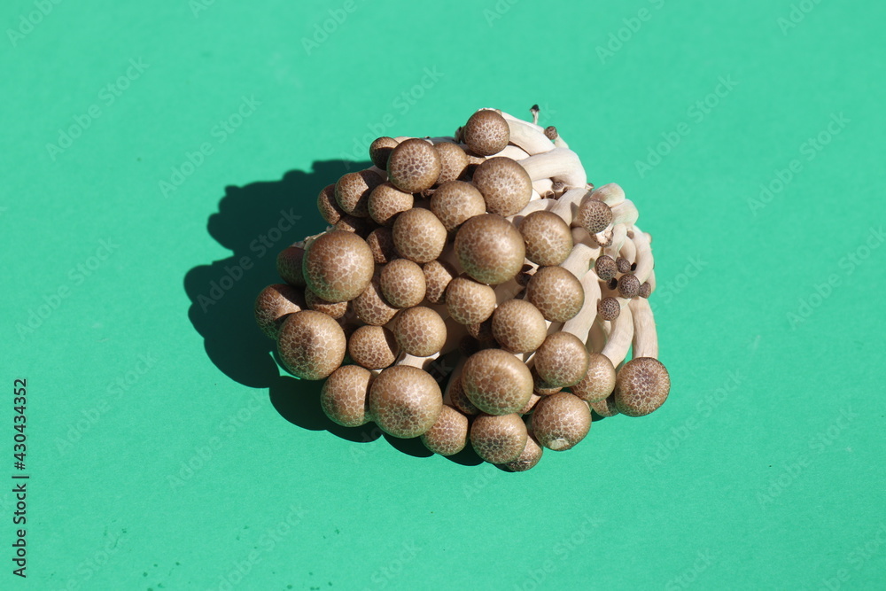 Buchenpilze. Holzraslinge. Baumraslinge. Shimeji Pilze. Stock Photo ...