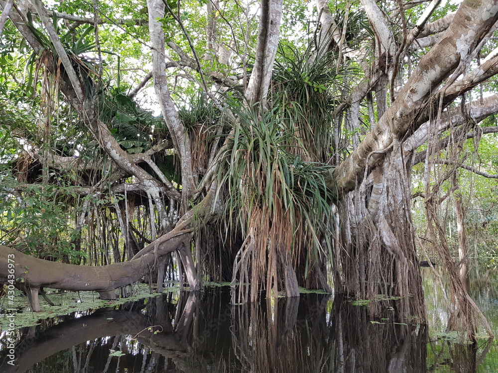 Foto de Ficus insipida is a tropical tree in the fig genus of the ...