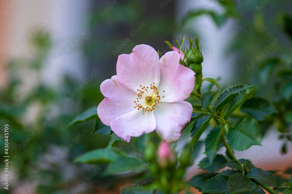 Dog rose Rosa canina light pink flowers in bloom on branches, beautiful ...