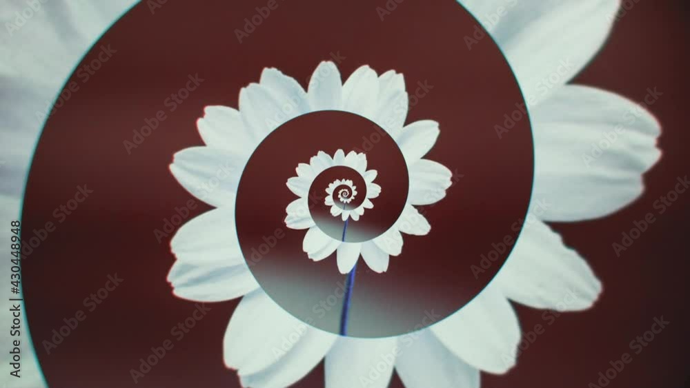 Swirling spiral of flower petals. Animation. Female animation with ...