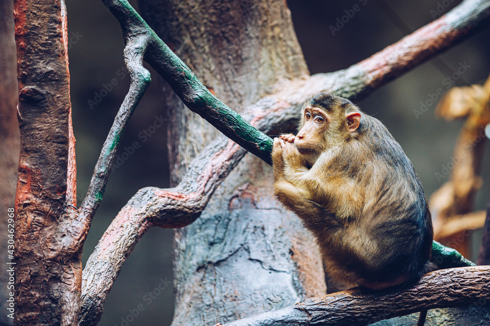 Foto de Southern Pig-tailed Macaque (Sundaland pigtail macaque or Sunda ...