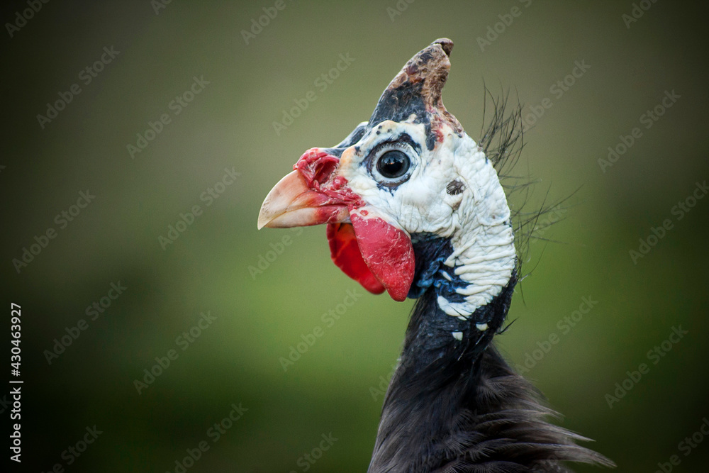 gallina, gallina de guinea, gallina pintada, ave, animal, pluma, pico ...
