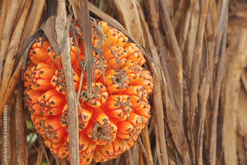 non-edible tropical pandan fruit or pandanus which grows from palm ...