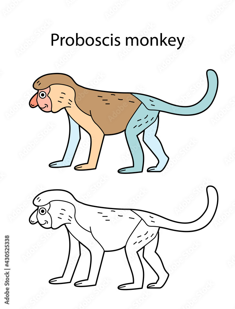 Funny cute animal proboscis monkey isolated on white background. Linear ...