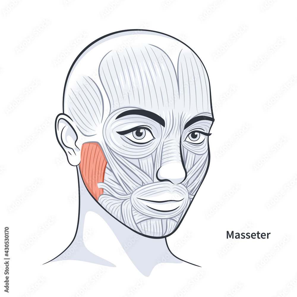 Masseter. Facial muscles of the female. Detailed bright anatomy ...