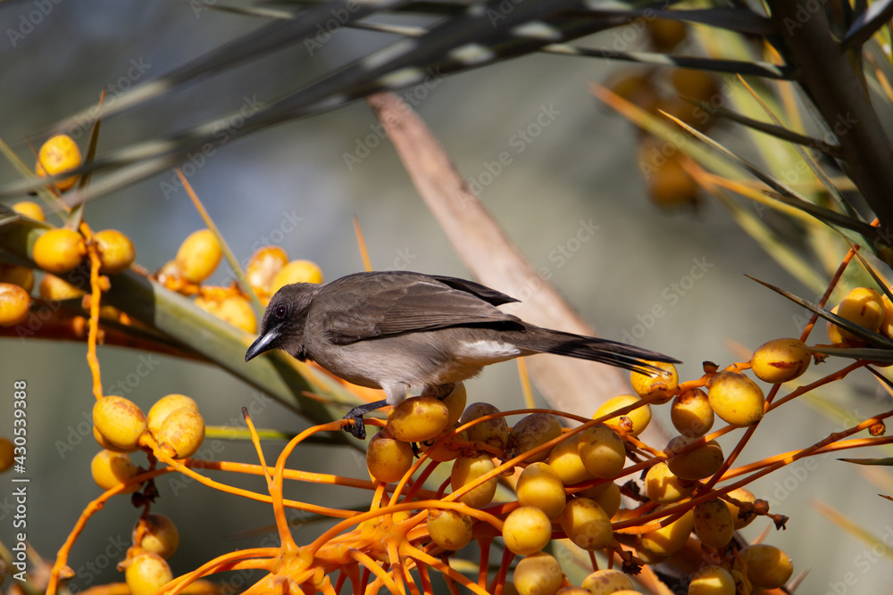 common bulbul (Pycnonotus barbatus) a common bulbul in an orange date ...