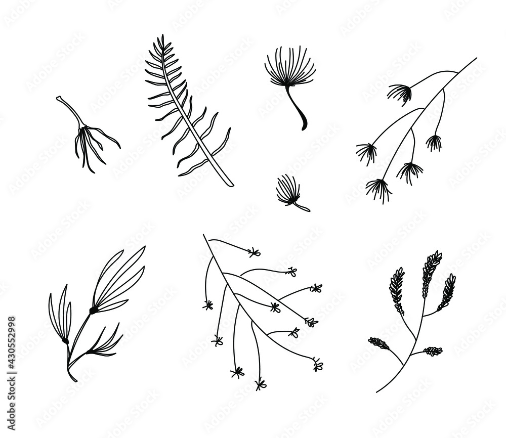 Vector set of coniferous stylized linear plants. Isolated illustrations ...