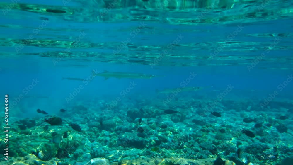 Group of Needlefish swims under surface of the blue water reflecting ...