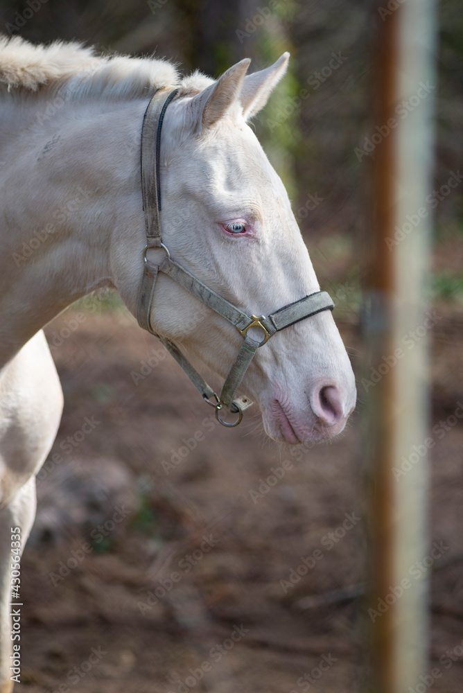 An albino horse in a farm. Taken in Burgos, Spain, in April 2021. Stock ...