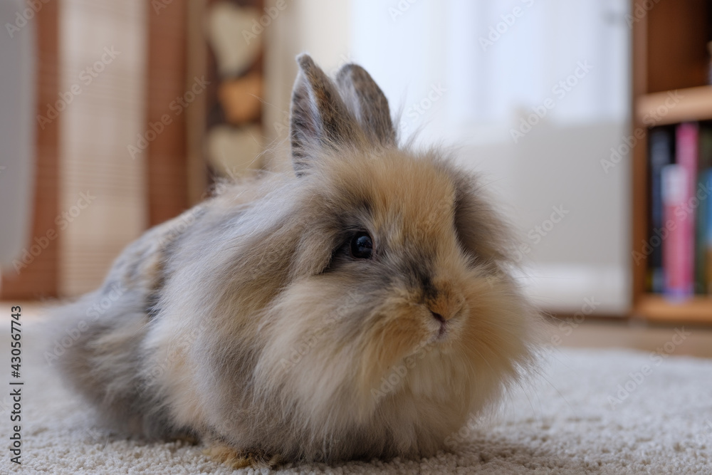 Zwerghase im Wohnzimmer Stock Photo | Adobe Stock