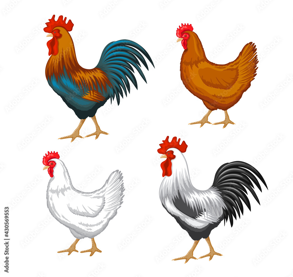 Chickens set vector illustration in Color. Brown and white Hen and ...