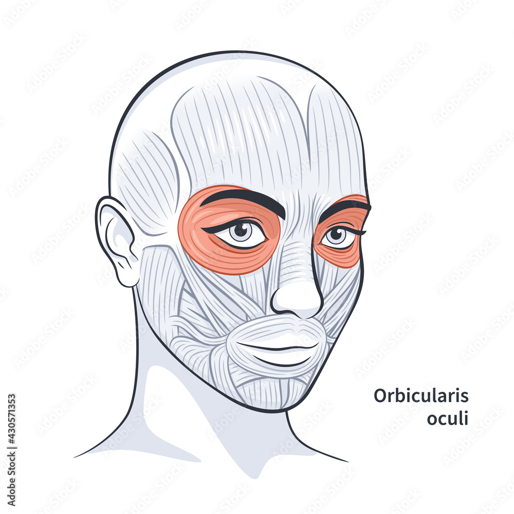 Orbicularis oculi. Facial muscles of the female. Detailed bright ...