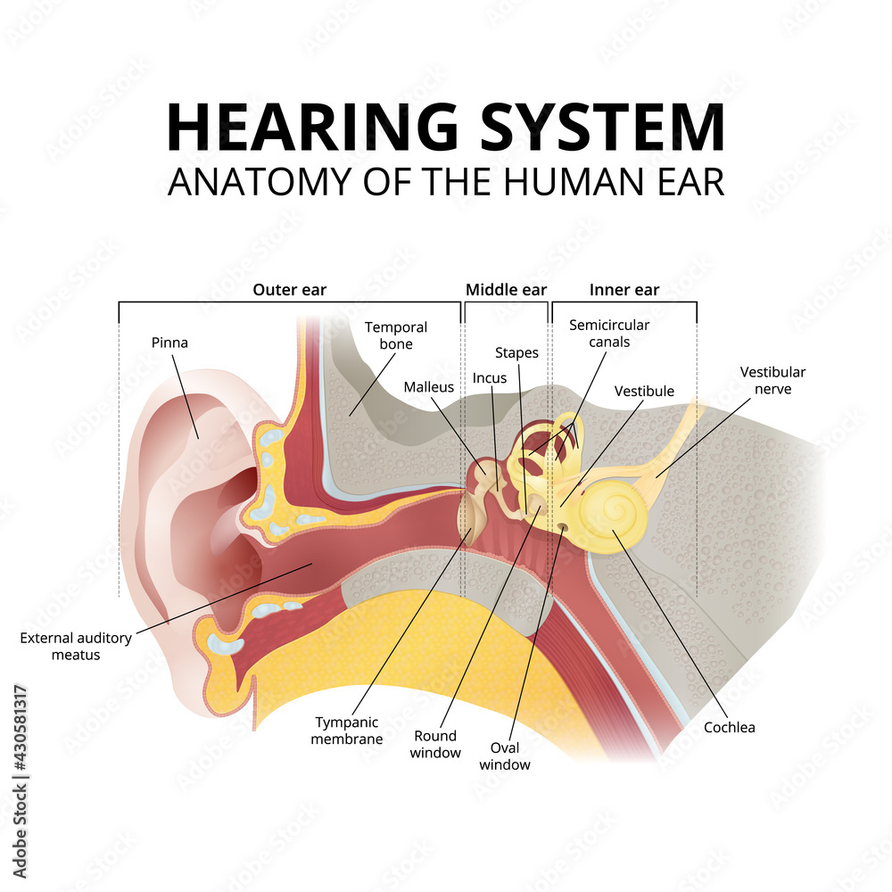 human ear anatomy, hearing system on white background Stock Vector ...