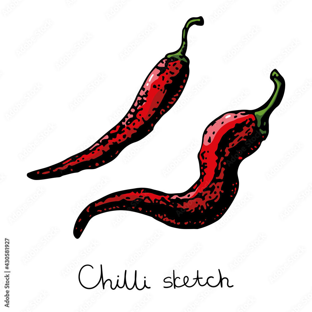 Hand drawn red hot chili pepper, sketch style vector illustration ...