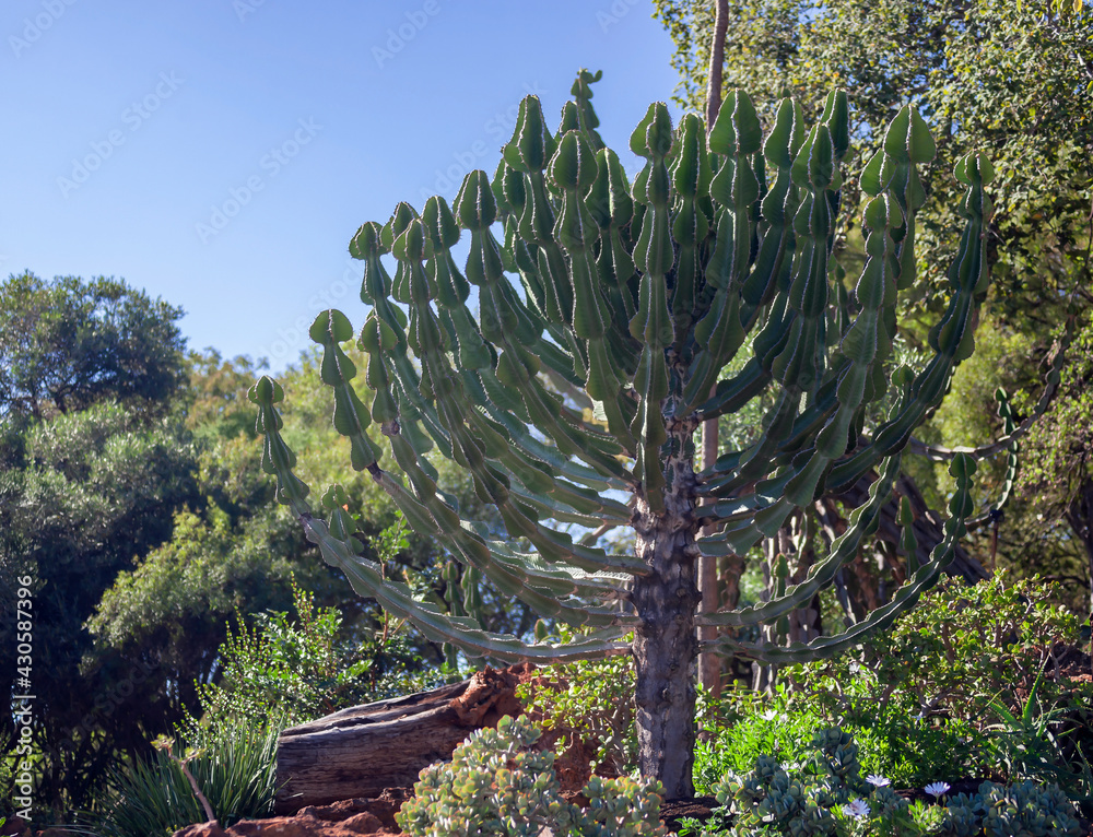 Typical euphorbia tree against the backdrop of celestial landscape in ...