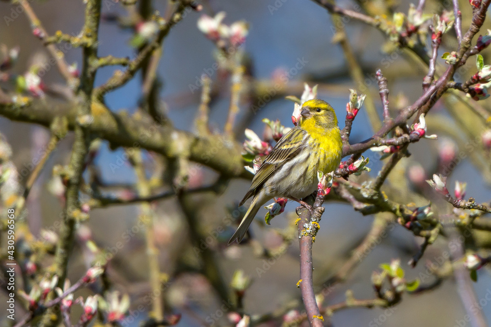 The European serin, or simply the serin (Serinus serinus), is the ...