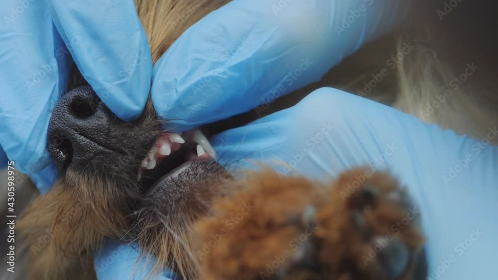 Two rows of milk teeth and molars in the mouth of the puppy, for ...