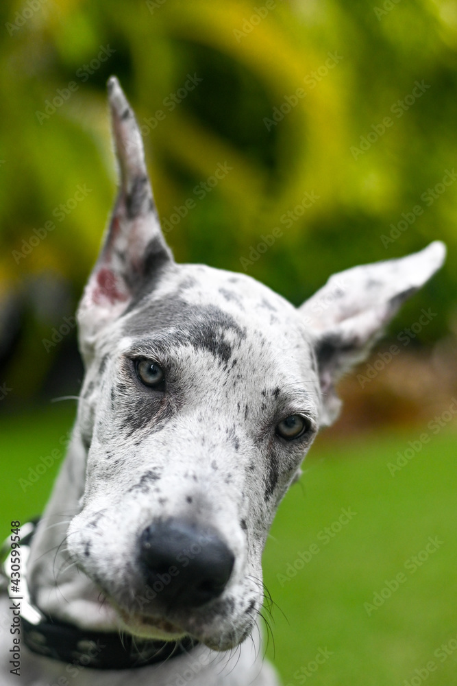 Merle Great Dane Cropped Ears