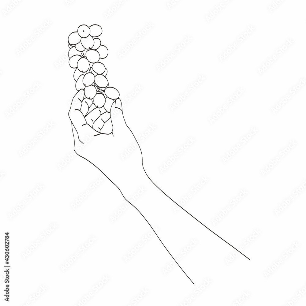 Grapes Continuous one line art. Grapes fruit. Hand drawn modern ...