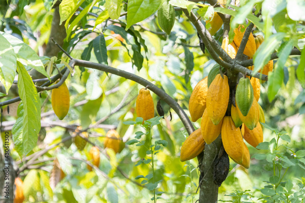 A very large yellow ripe cocoa in a Thai plantation But big ones, many ...