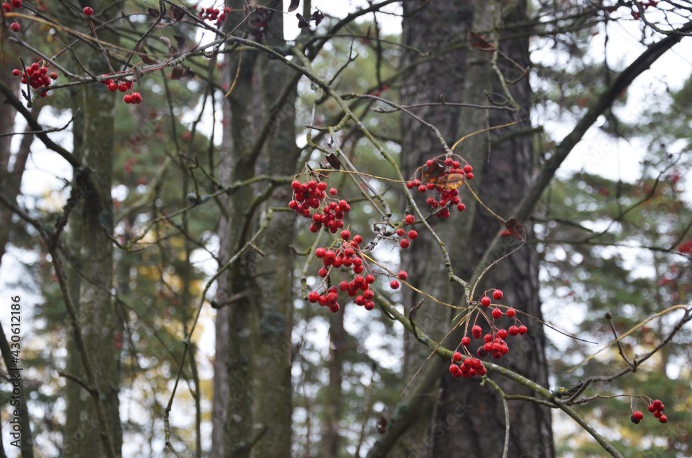 Winterberry (Ilex verticillata), a deciduous holly shrub that is native ...