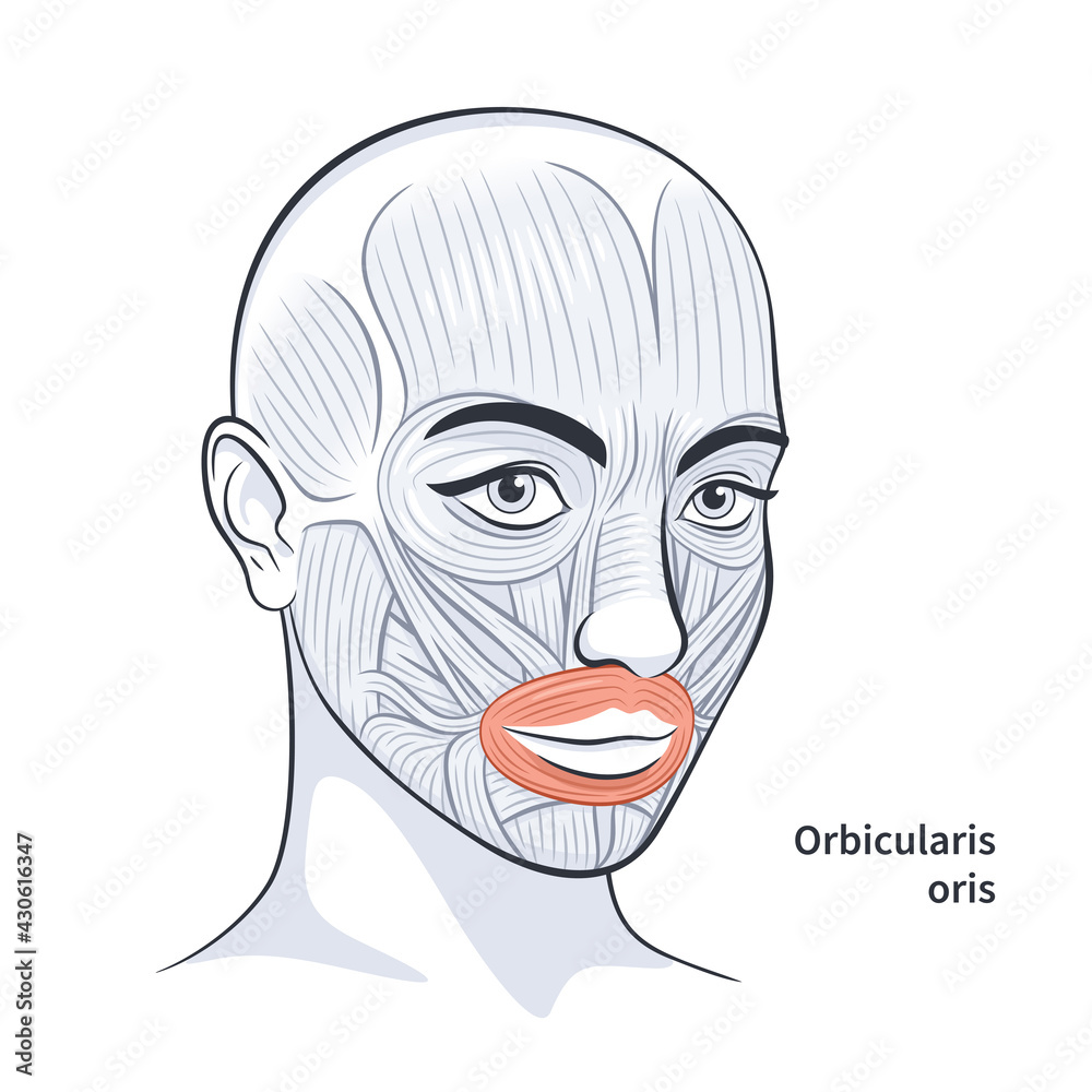 Facial muscles of the female. Detailed bright anatomy isolated on a ...