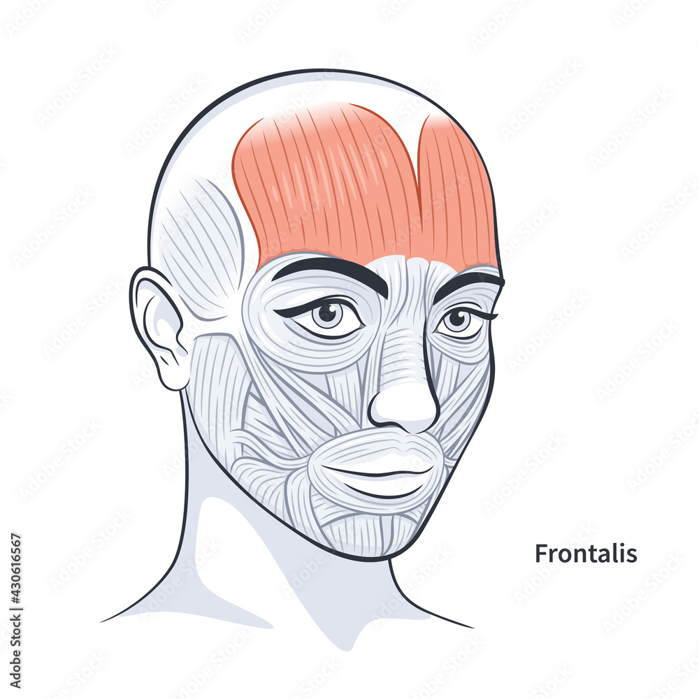 Frontalis. Facial muscles of the female. Detailed bright anatomy ...