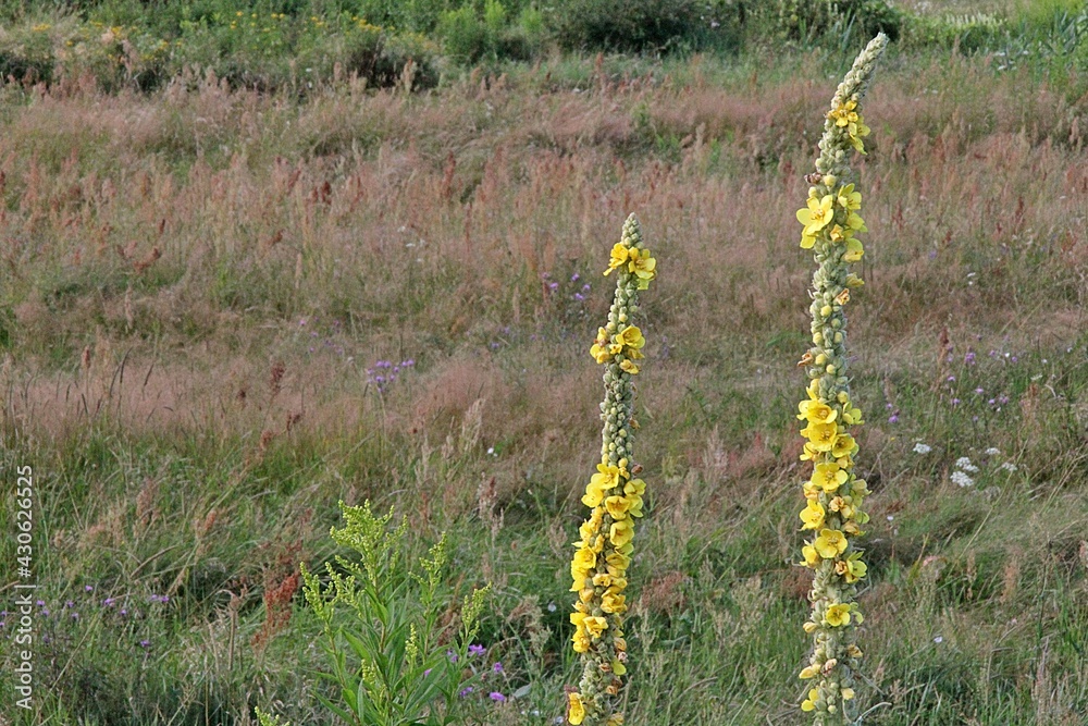 meadow, field with wild plants, rural charms, wild greenery, various ...