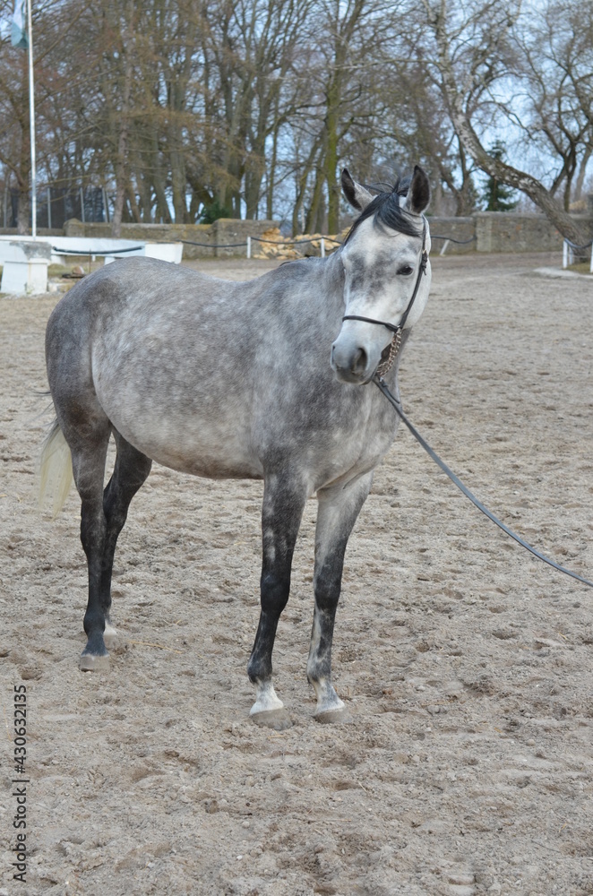 Koń , Konie , Klacz , konik , Polski koń , Koń cheval, zwierzak, farma ...