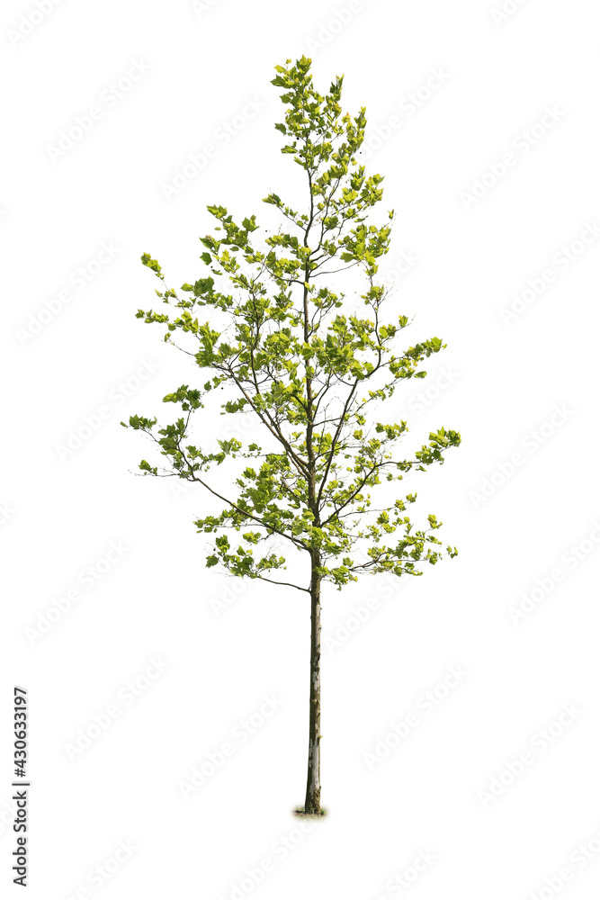 Deciduous tree, with thin trunk, isolated on white background Stock ...