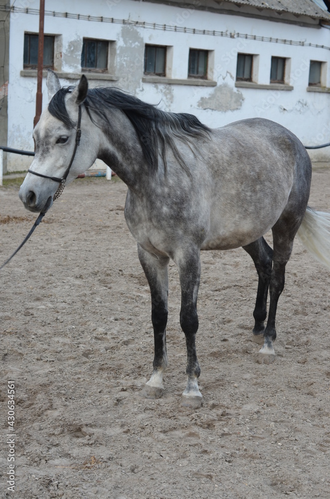 Koń , Konie , Klacz , konik , Polski koń , Koń cheval, zwierzak, farma ...
