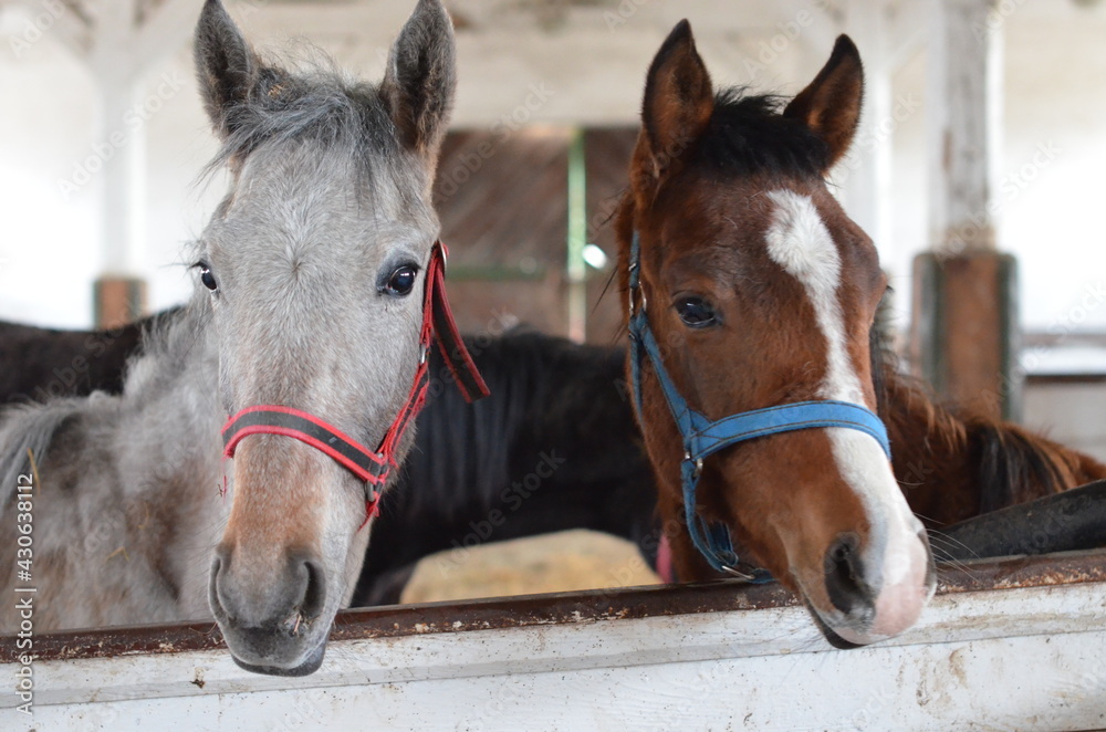 Koń , Konie , Klacz , konik , Polski koń , Koń cheval, zwierzak, farma ...