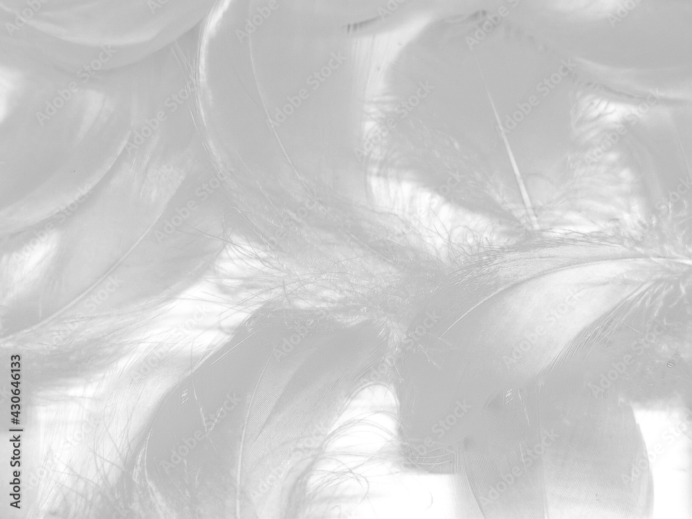 Beautiful abstract black feathers on white background and soft white ...