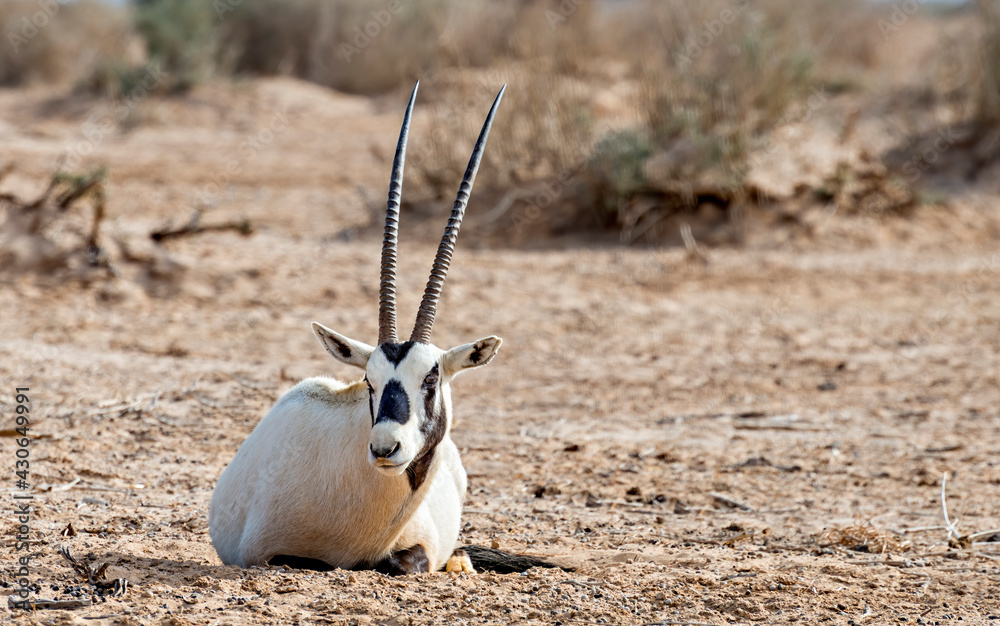 Antelope Arabian white oryx (Oryx dammah) inhabits native environments ...