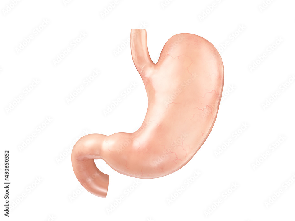 Anatomically accurate realistic 3d illustration of human internal organ ...