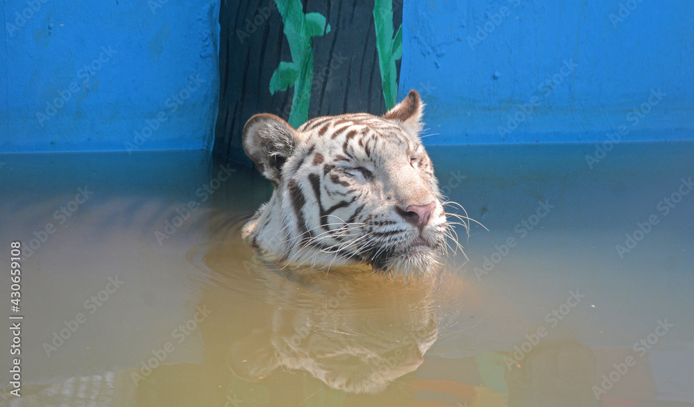 In the scorching heat, a rare species of white tiger is bathing in the ...