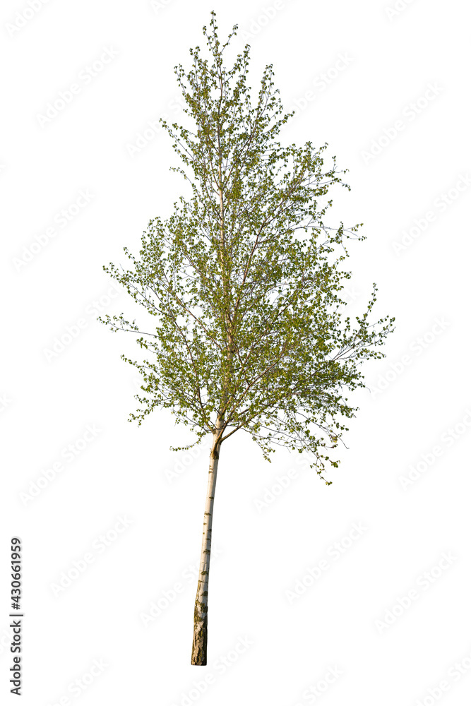 Deciduous birch tree isolated on white background Stock Photo | Adobe Stock