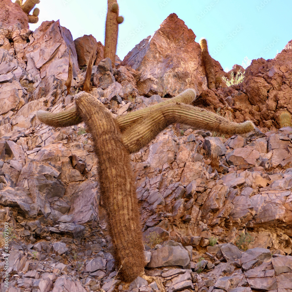 Funny cactus looking like a man raising his leg in rocky desert ...