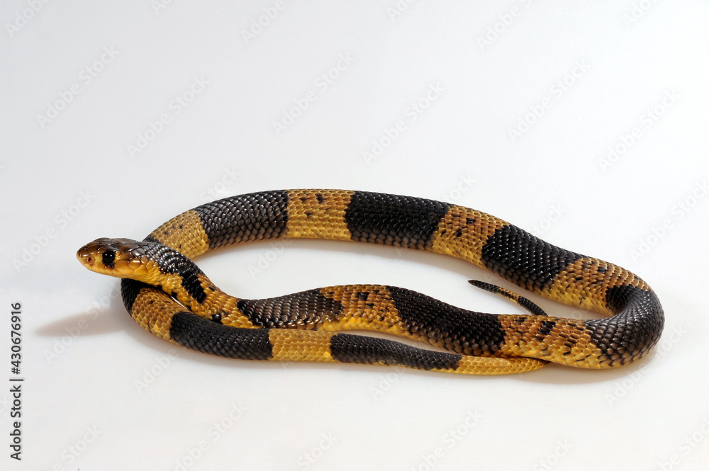 Snouted cobra, Banded Egyptian cobra // Gebänderte Kobra (Naja ...