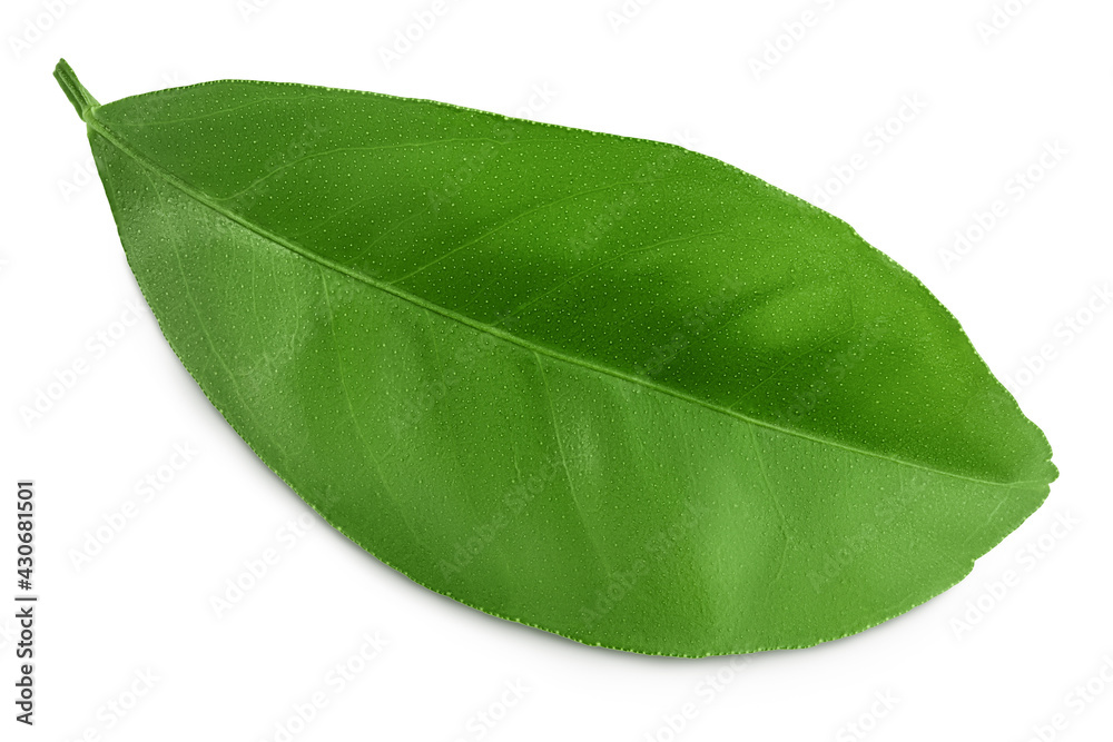 Citrus leaf isolated on white background with clipping path and full ...