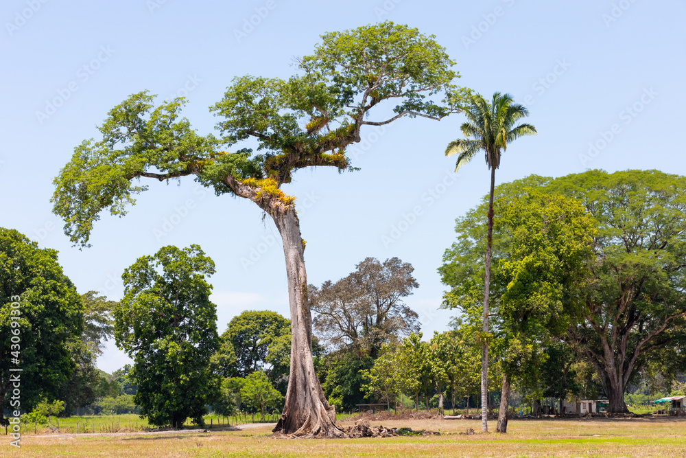 Costa Rica, typical tree of Central America called Ceiba Stock Photo ...