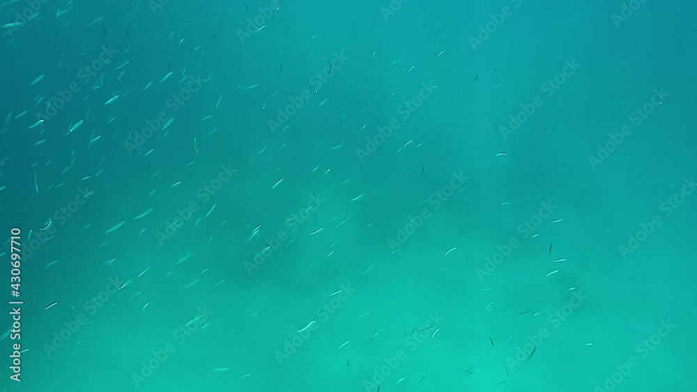 A group of small thin and long crowded fish herd in underwater sea ...