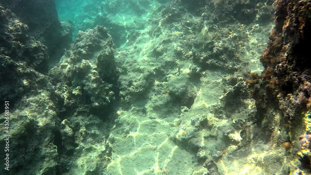 Underwater of a real sea with microscopic animals, planktons and small ...