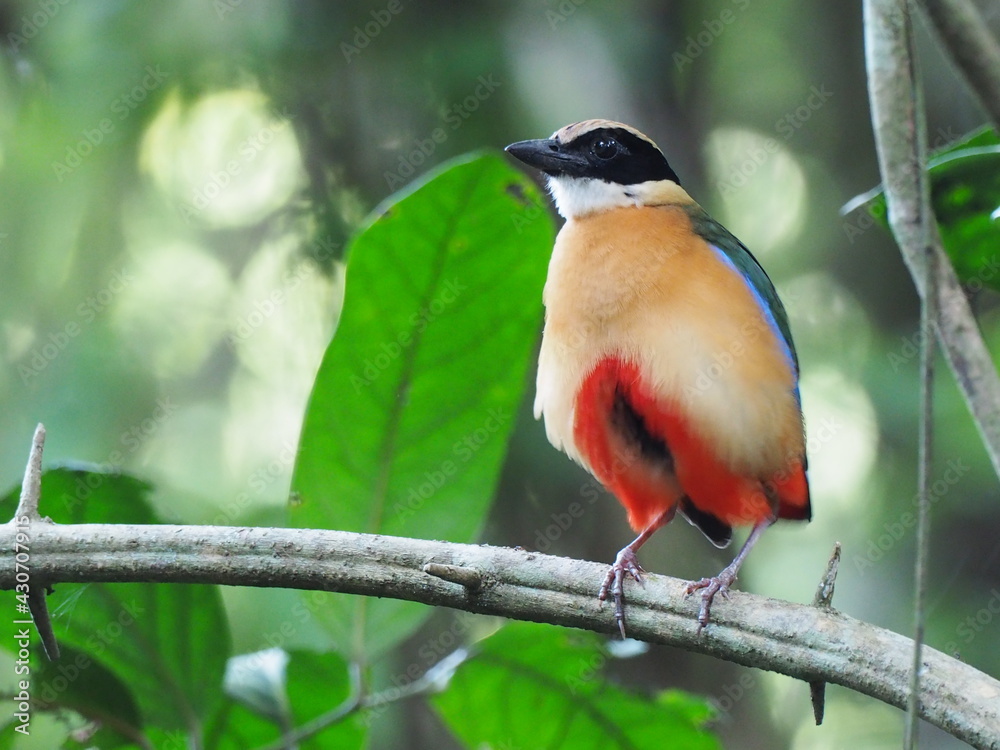 The Blue-winged Pitta (Pitta megarhyncha) is a species of passerine ...