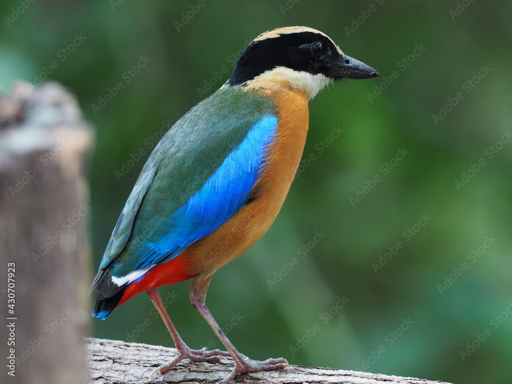 The Blue-winged Pitta (Pitta megarhyncha) is a species of passerine ...