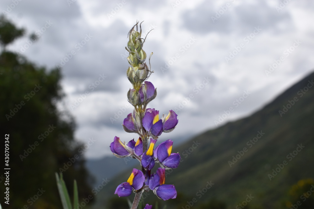 flor morada de las alturas dela sierra de lima lavanda Stock Photo ...