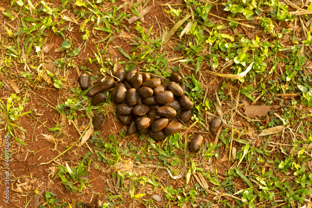 faeces, lees, fresh feces, capibara feces, animal feces, feces, poop ...